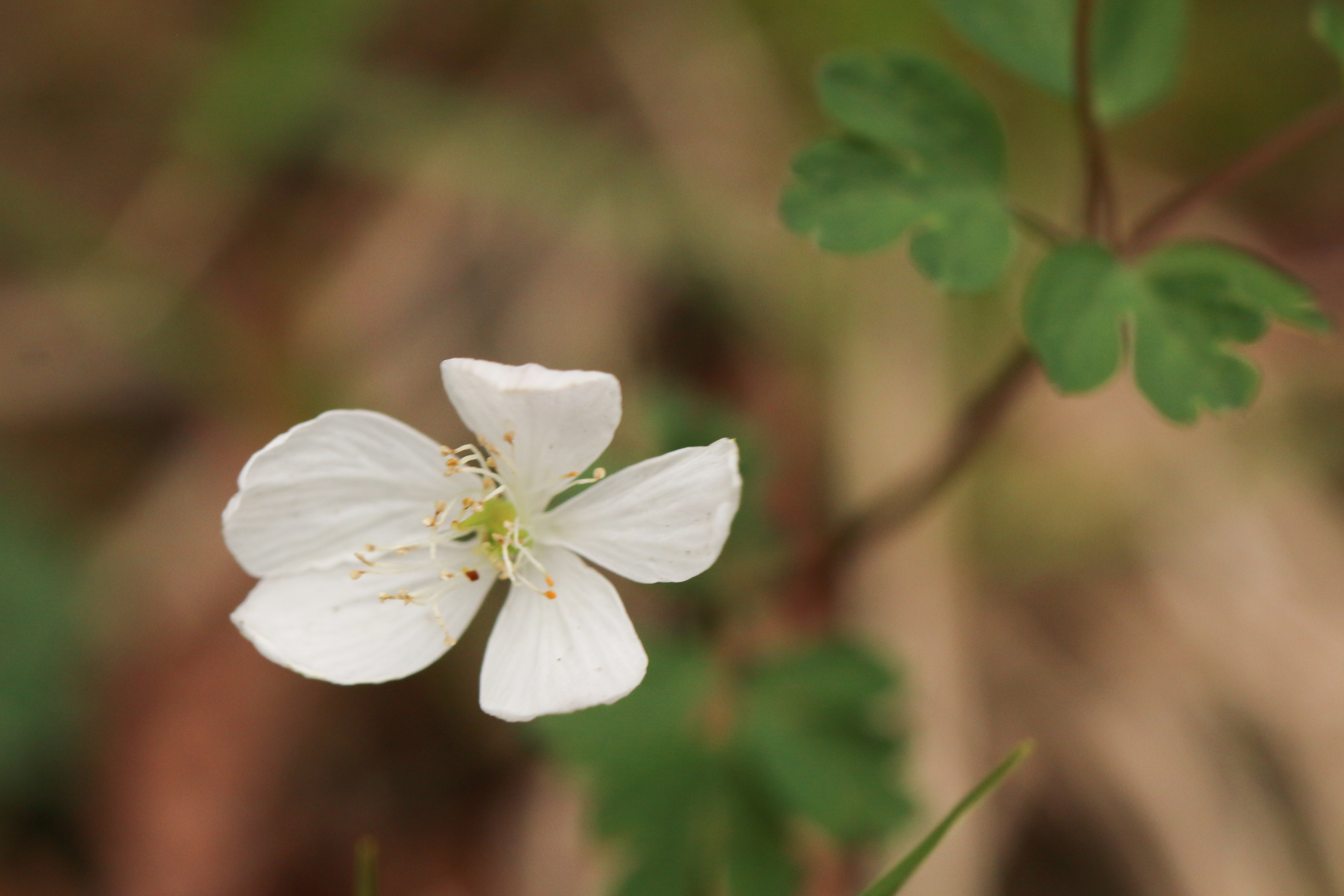 false rue anemone-1 – Chippewa Watershed Conservancy